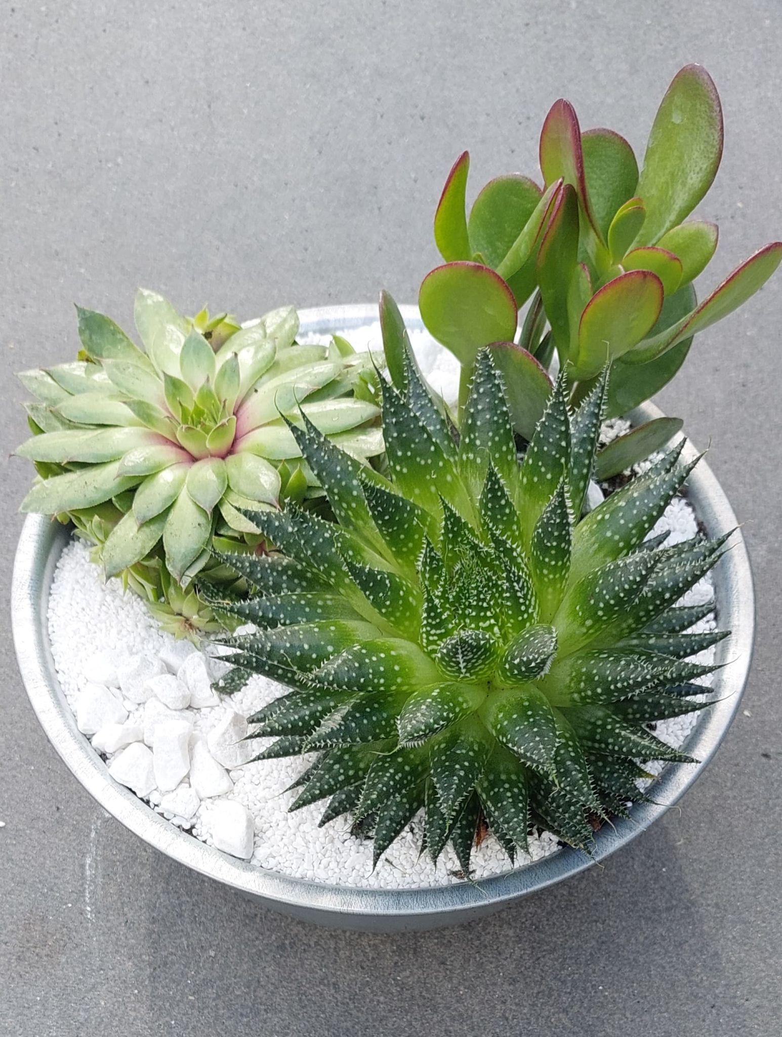 Vetplant in schaal - De Gerberas