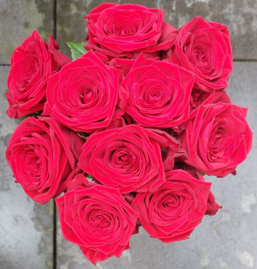 Rode Roos (per bos) - De Gerberas