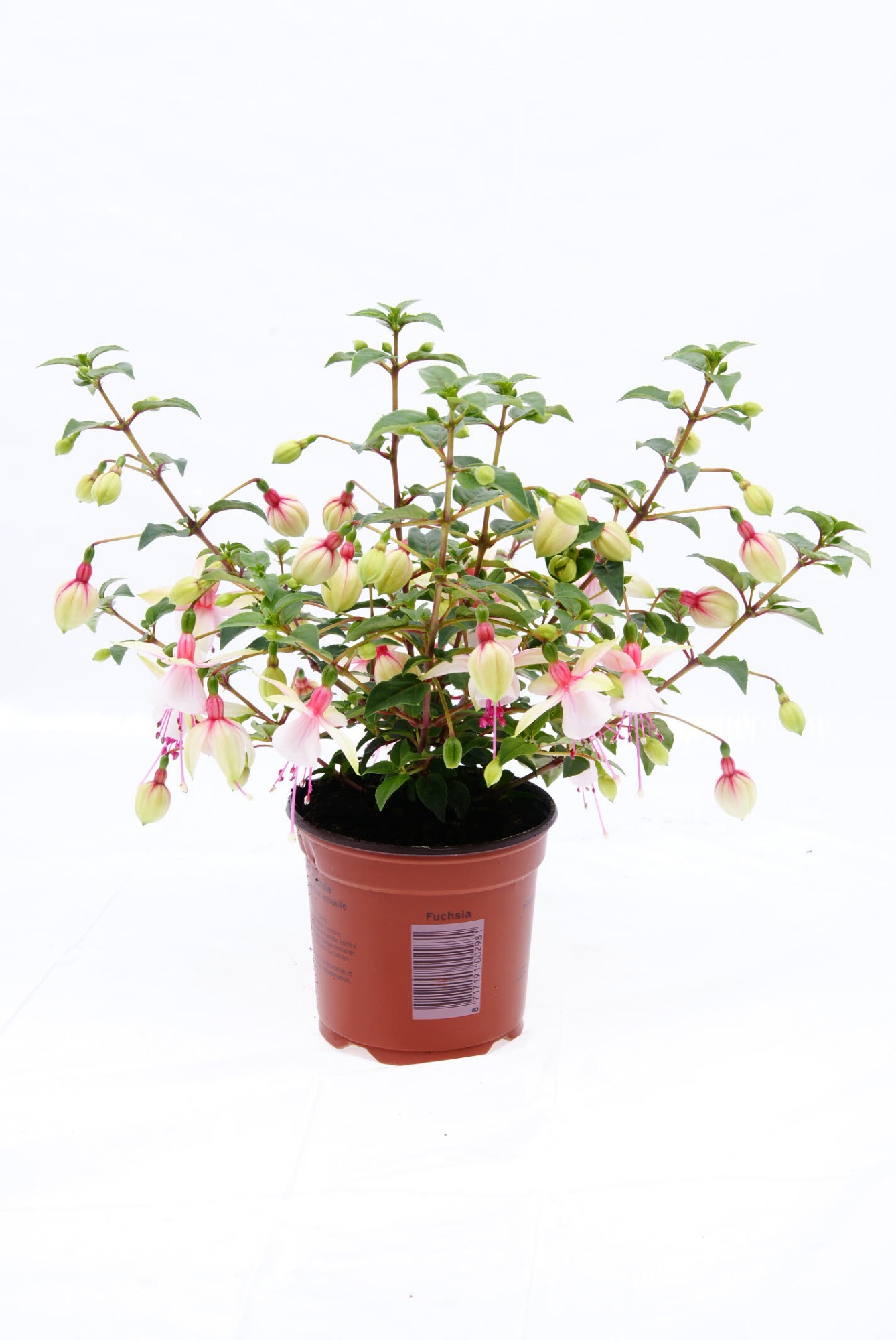 Fuchsia - De Gerberas