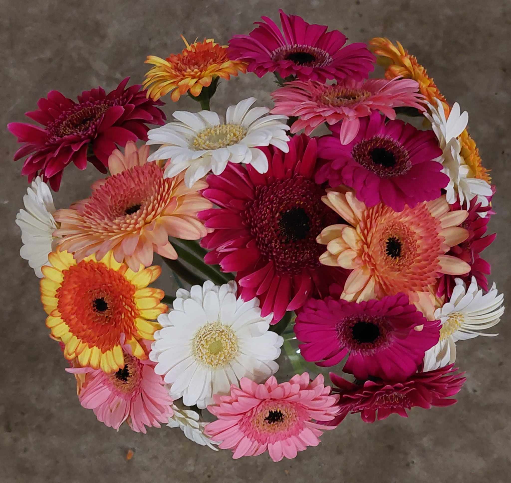 Bos Gerbera's - De Gerberas