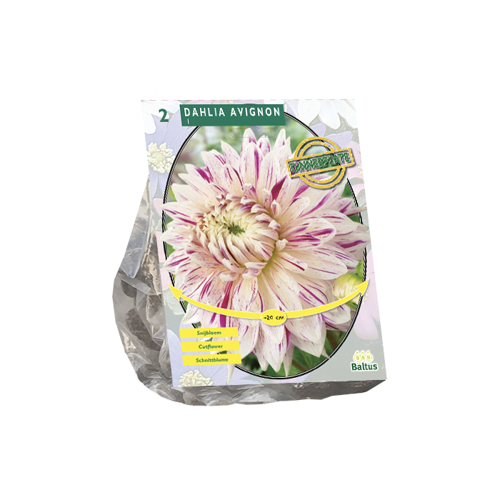 Dahlia Dinnerplate Avignon per 2 - De Gerberas