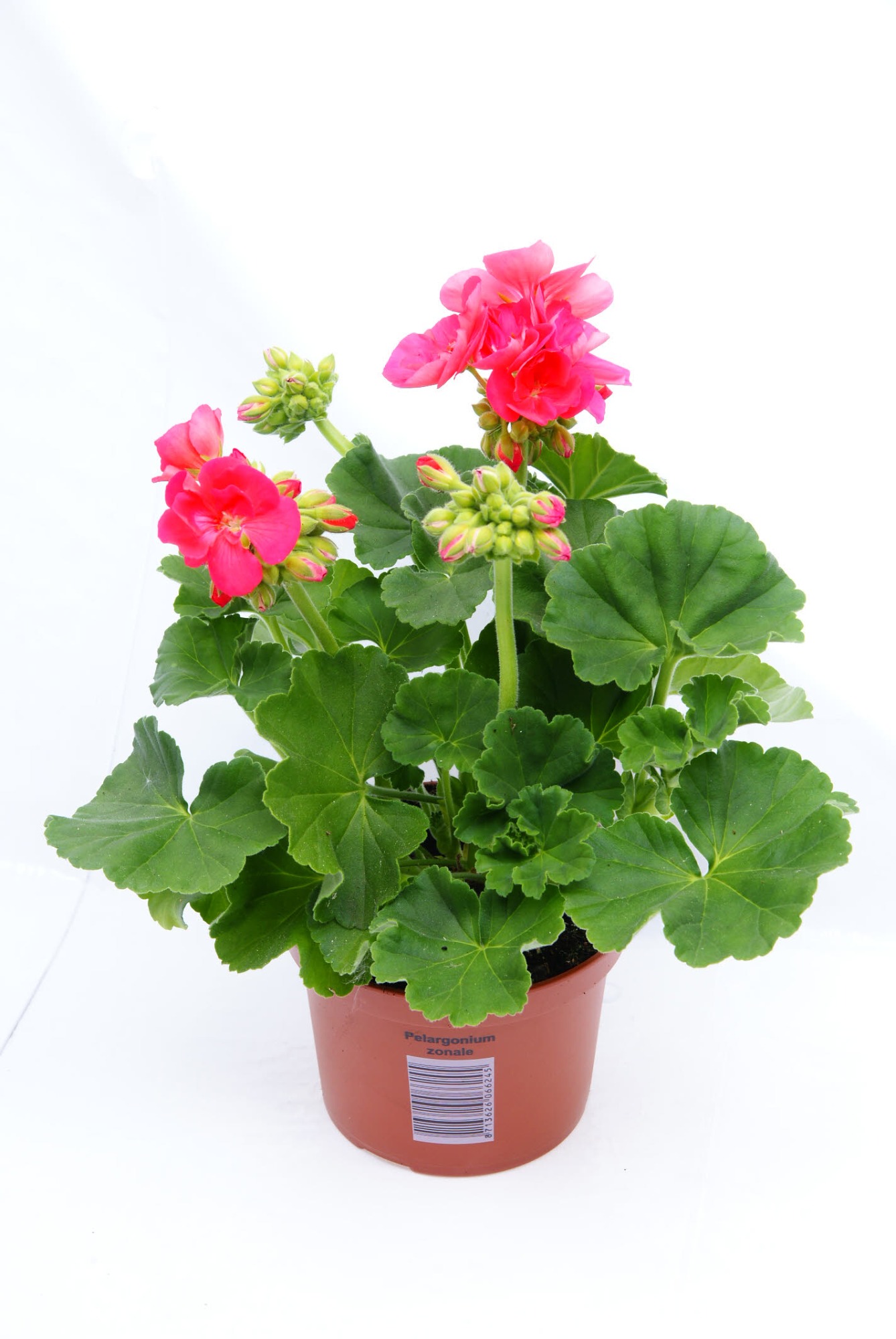 Geranium staand roze - De Gerberas