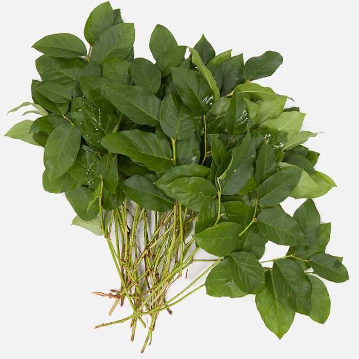 Appelblad( Salal) – De Gerberas